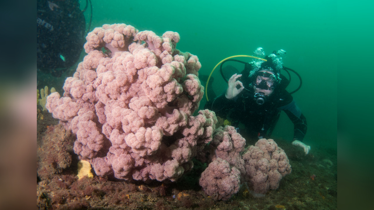 Dendronephthya australis Soft coral