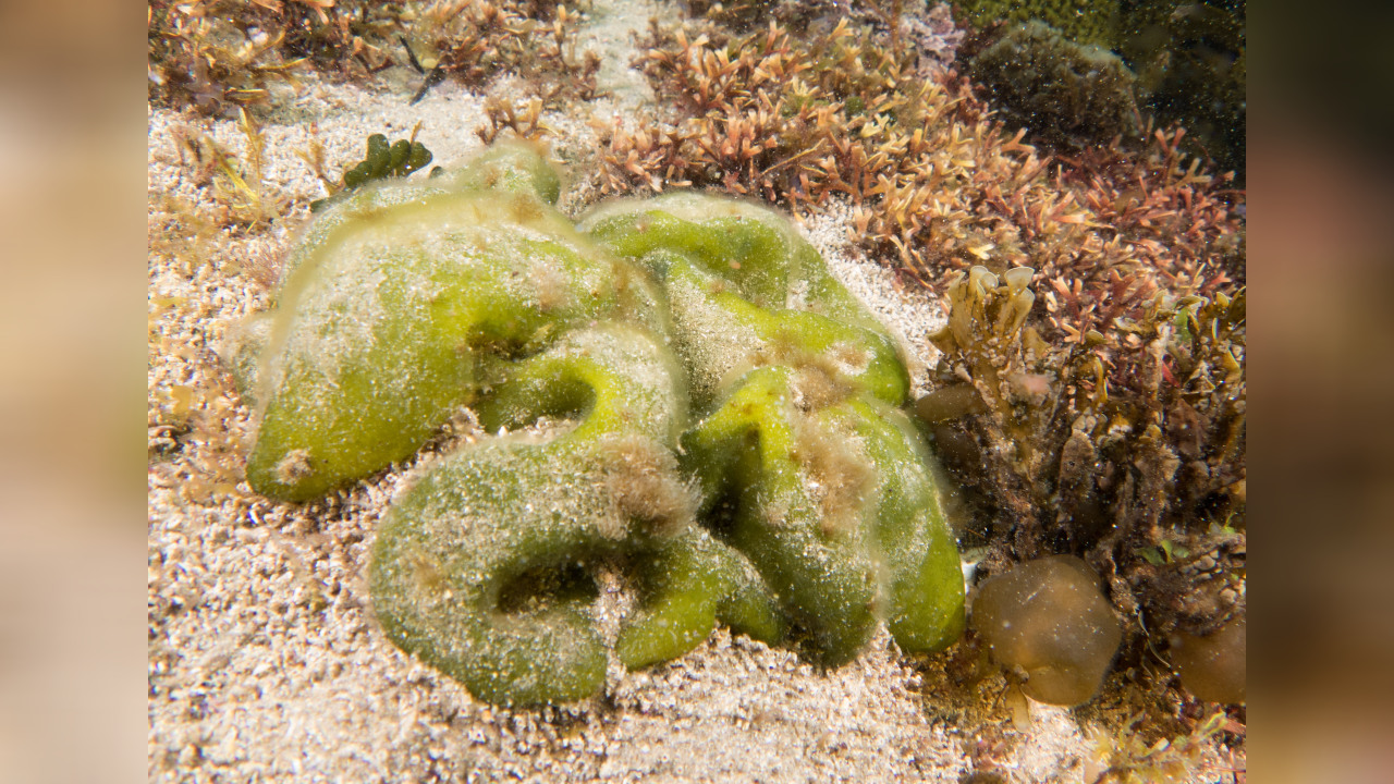 Codium spongiosum Green alga