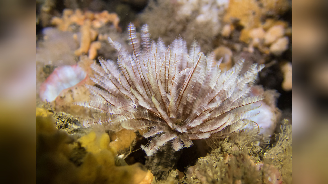 Sabellastarte australiensis Fan Worm, Feather duster worm, Southern fan ...