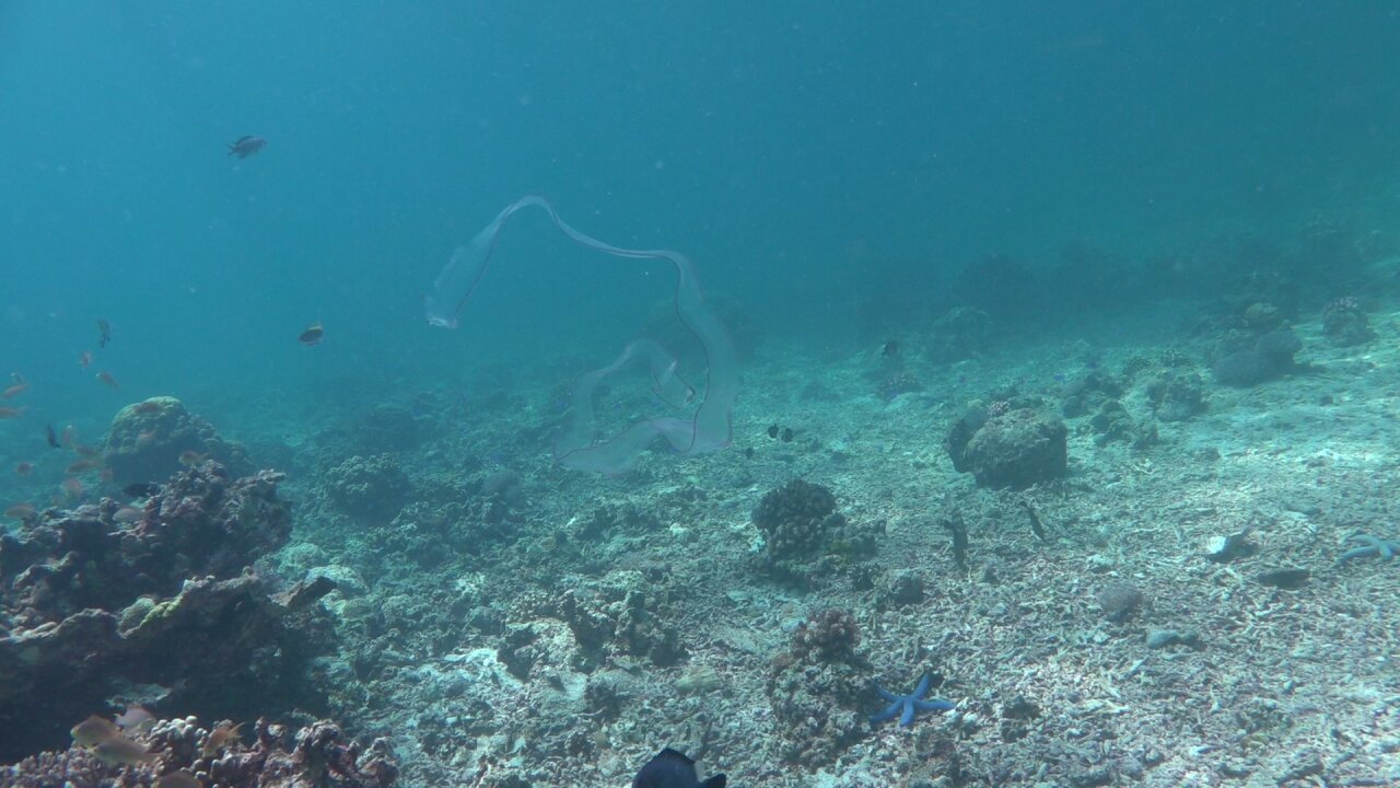 Cestum veneris Venus girdle