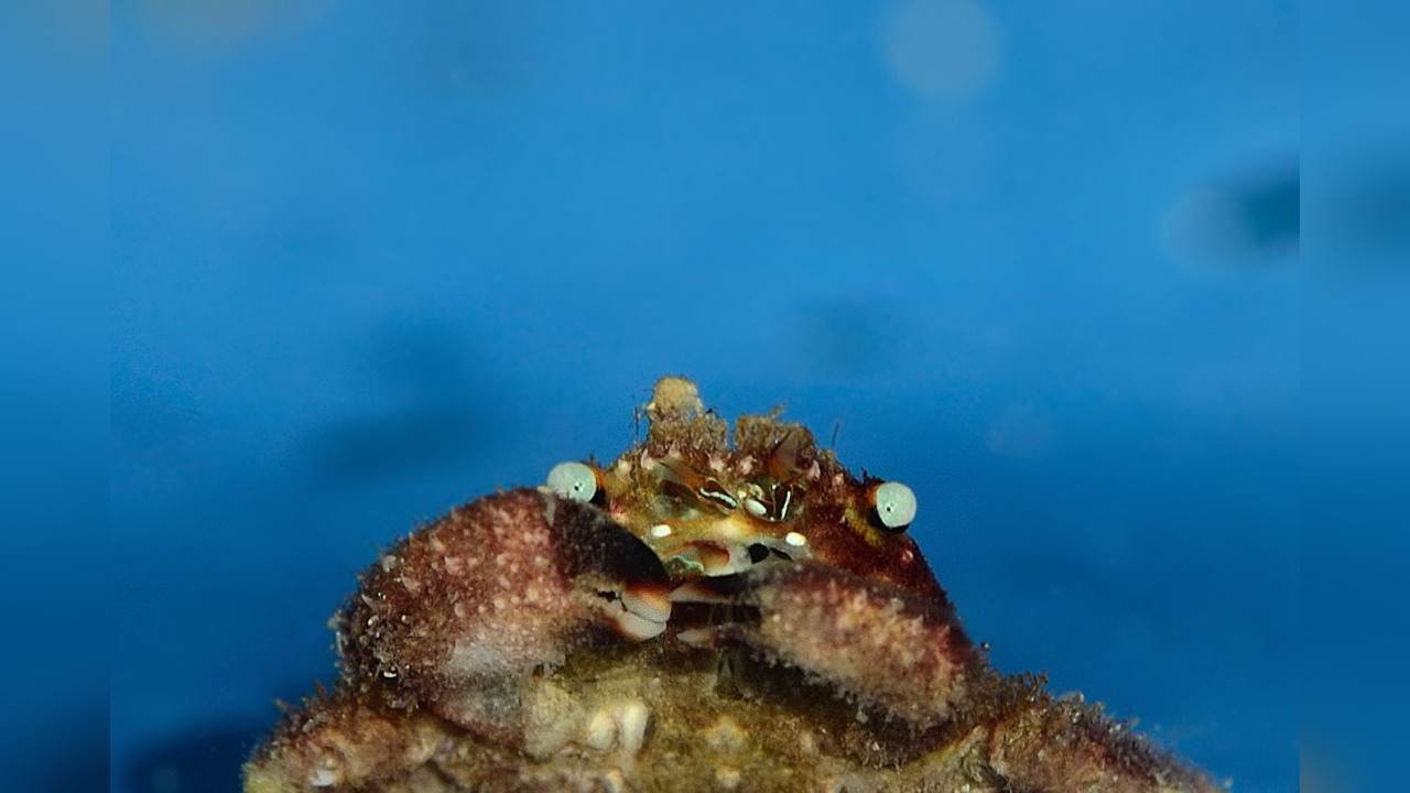 Cymo melanodactylus Blue Eyed Crab