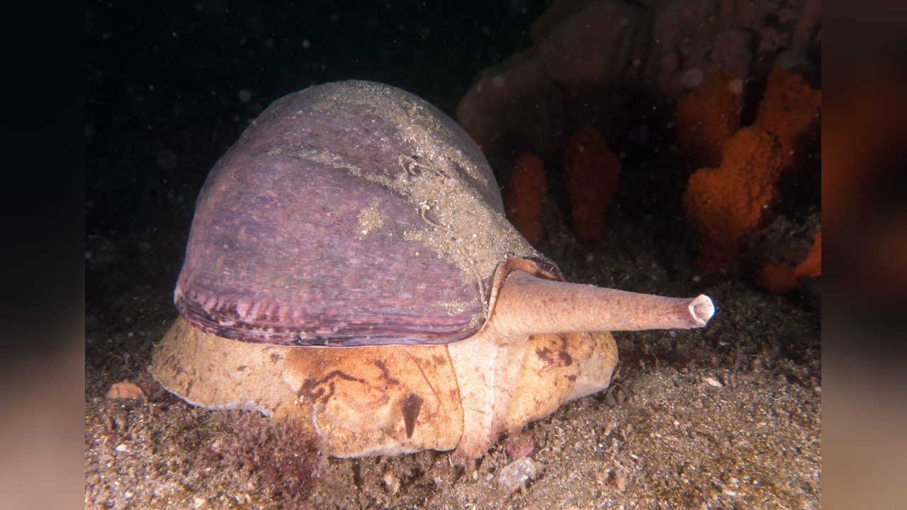 Cymbiola magnifica Magnificent Volute