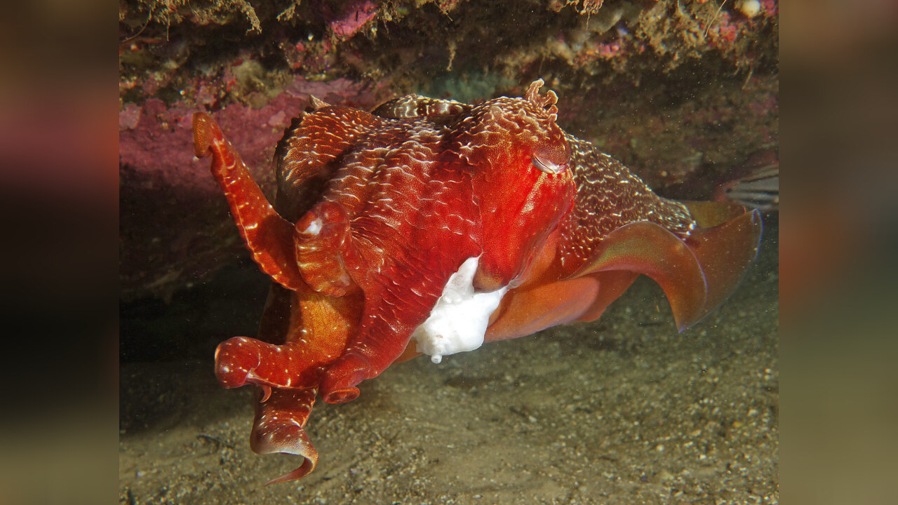 Sepia apama Riesensepia