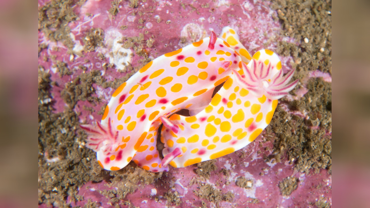 Ceratosoma amoenum Clown Nudibranch, Bright Orange And Pink Slug