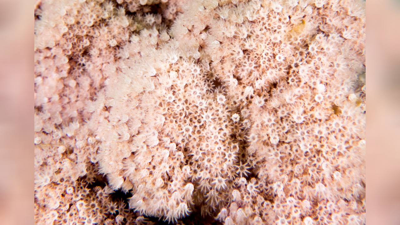 Dendronephthya australis Soft coral