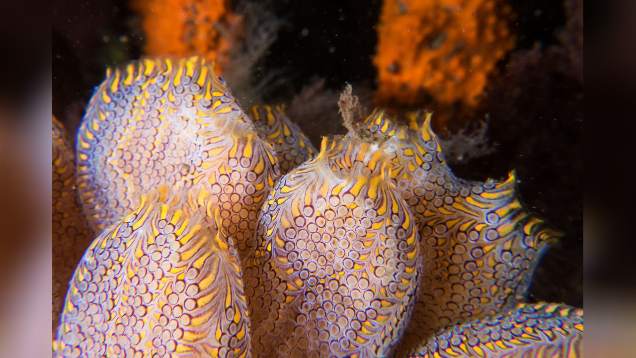 Botrylloides magnicoecum Magnificent ascidian