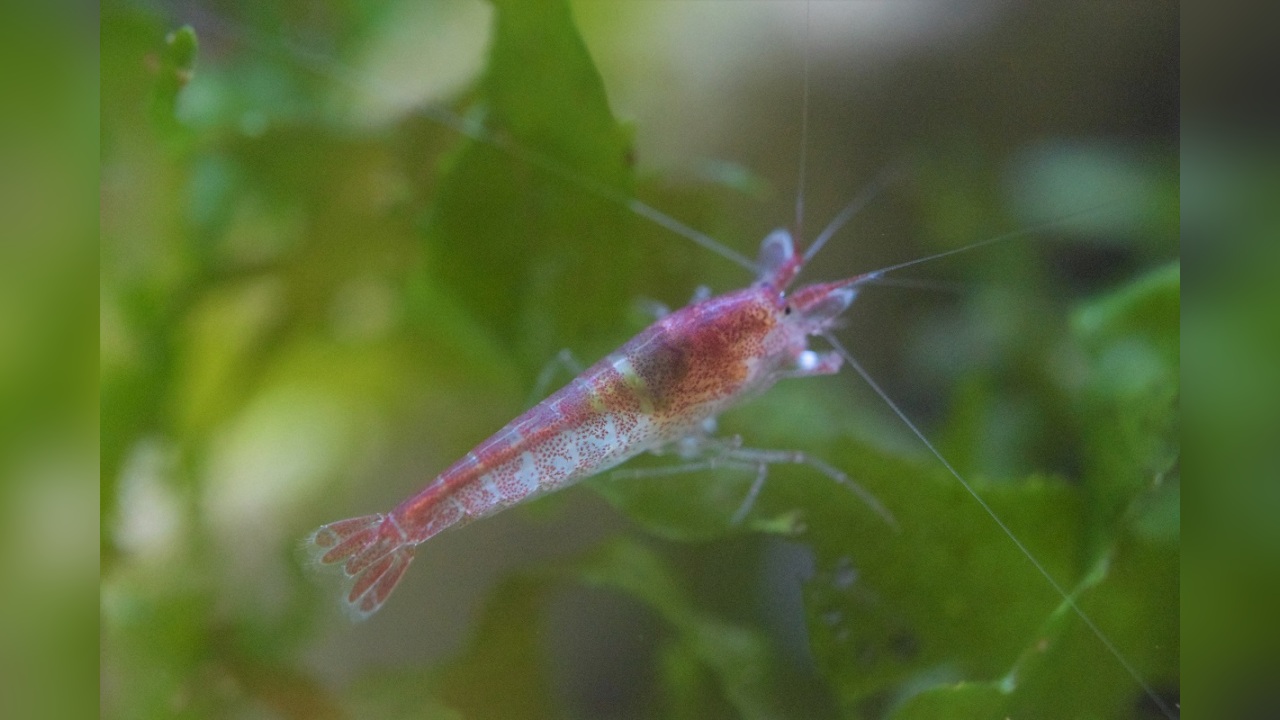 Halocaridina rubra Rote-Hawaii-Garnele