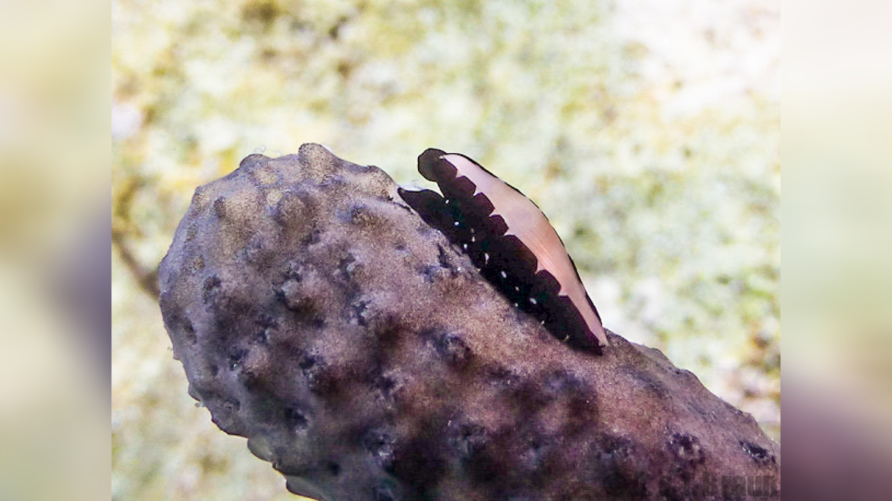 Cyphoma sp. 01 Triangular Cyphoma