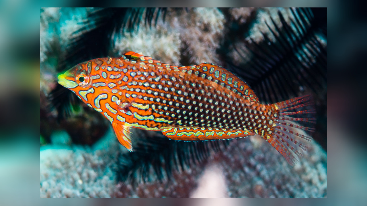 Macropharyngodon ornatus False Leopard Wrasse, Ornate Leopard-wrasse ...