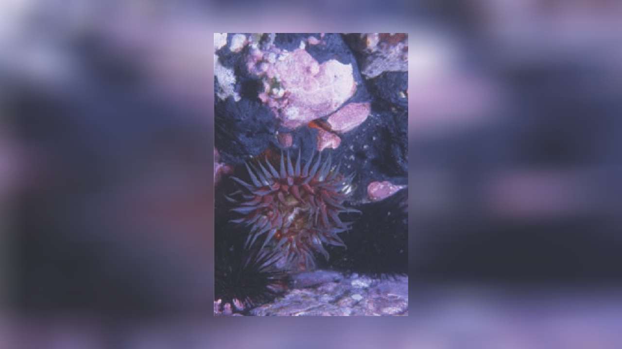 Bunodosoma biscayense Sea anemone