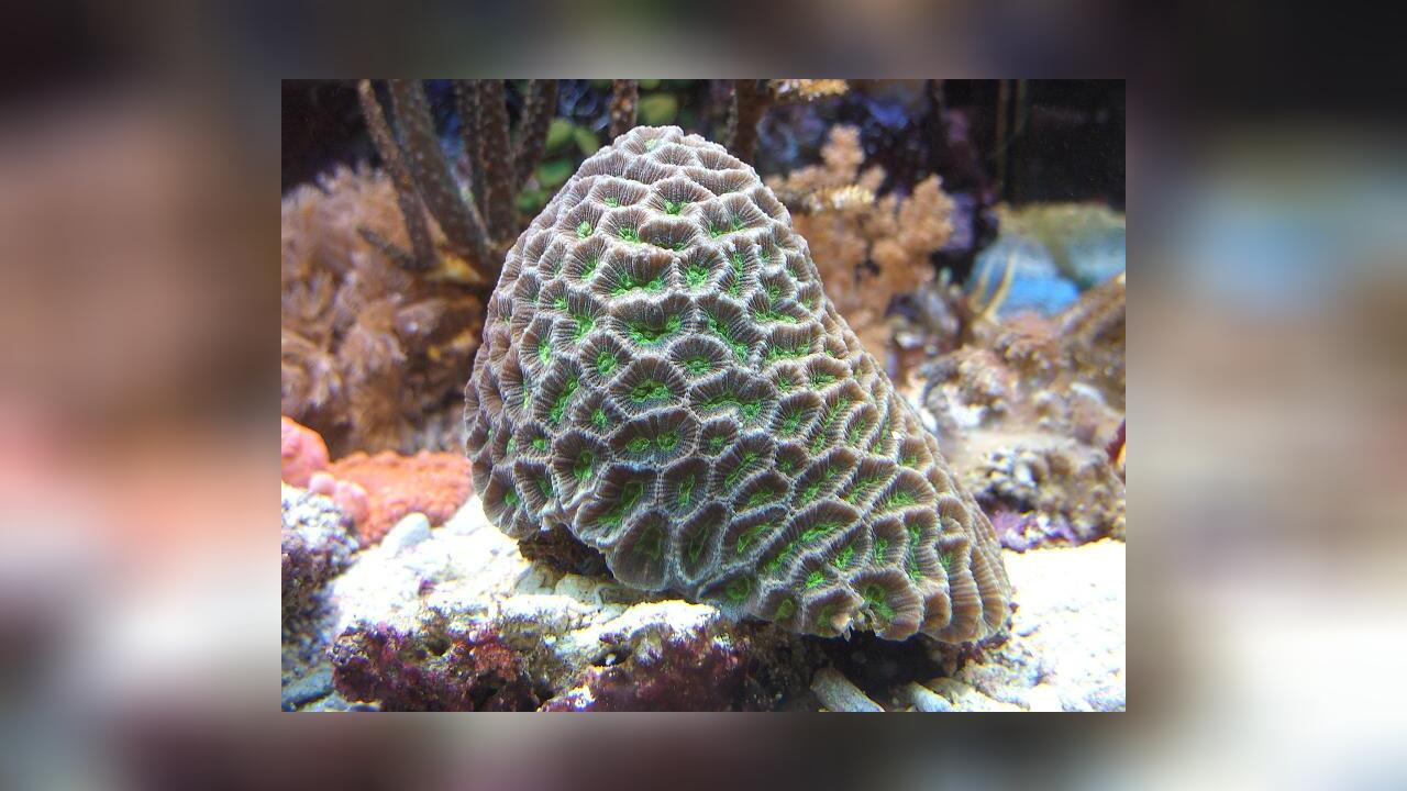 Favites acuticollis Hirnkoralle