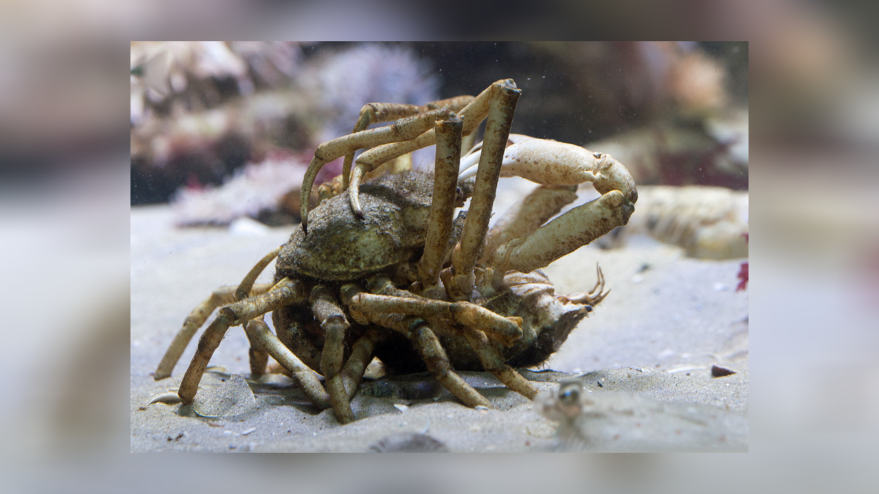 Hyas araneus great spider crab, Atlantic lyre crab