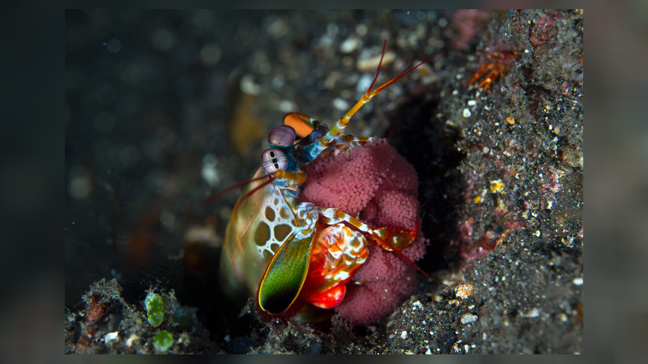 Odontodactylus scyllarus Peacock Mantis Shrimp