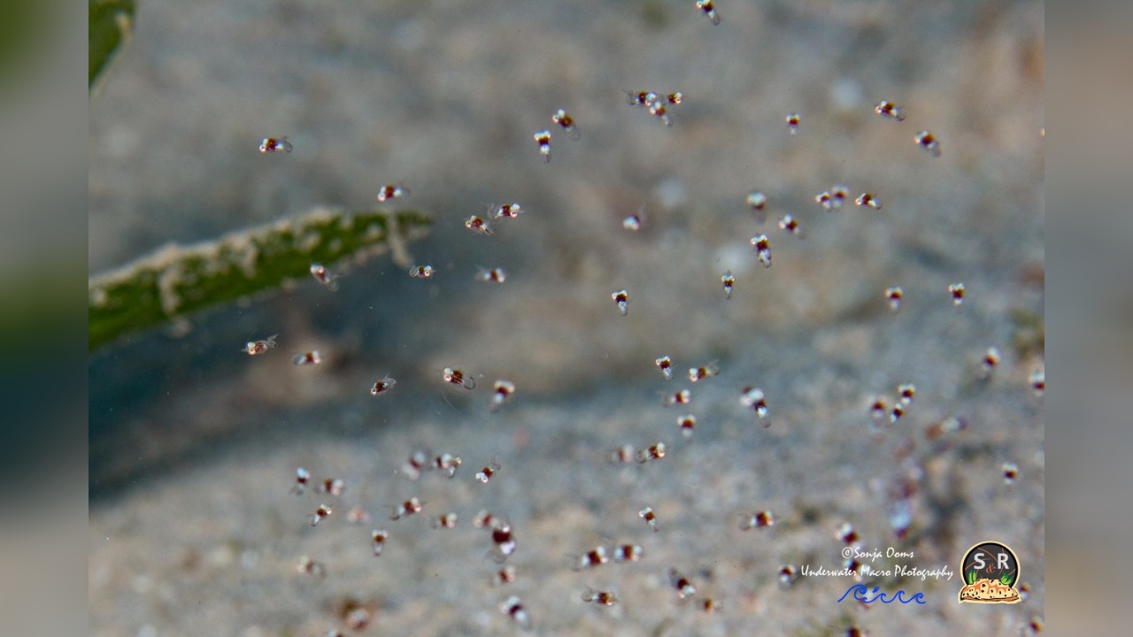 Idiomysis tsurnamali Tsurnamali Opossum Shrimp, Mysid Shrimp