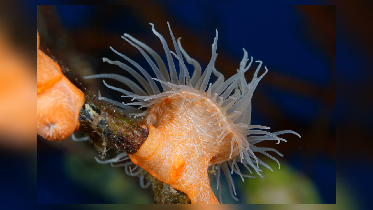 Nemanthus annamensis Zebra striped gorgonian wrapper