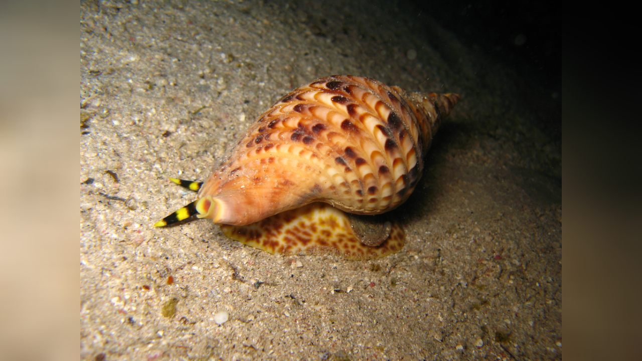 Charonia tritonis Tritonshorn