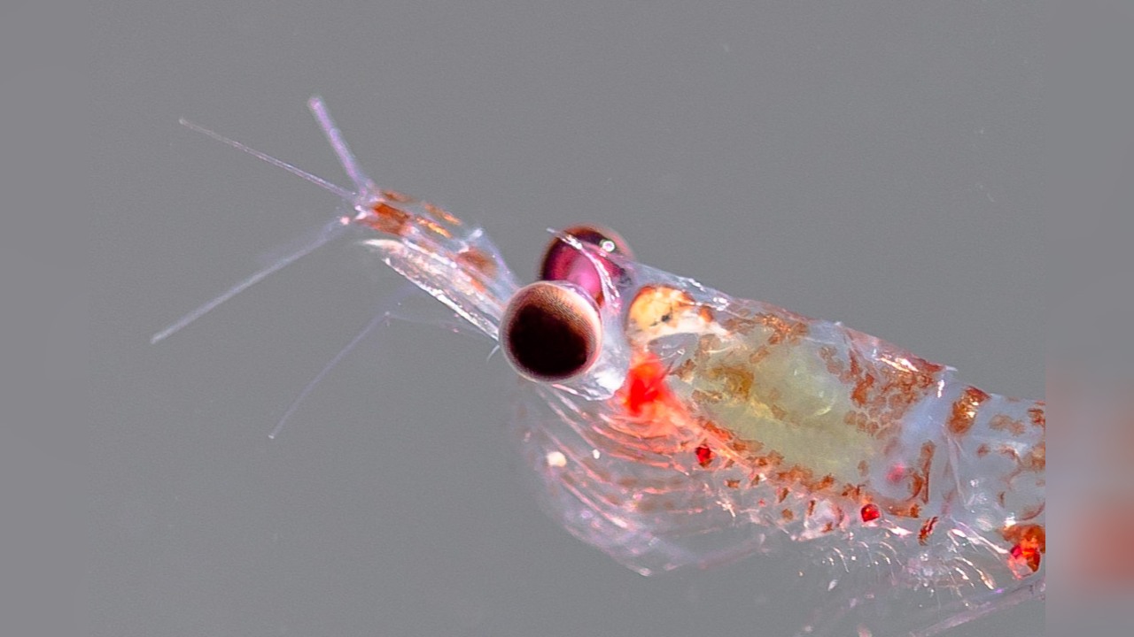 Euphausia crystallorophias Ice Krill, Crystal Krill, Antarctic Coastal ...