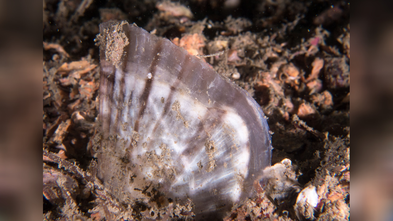 Pinna bicolor Zweifarbige Steckmuschel