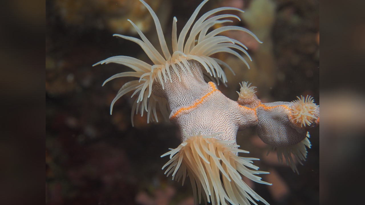 Nemanthus annamensis Zebra striped gorgonian wrapper