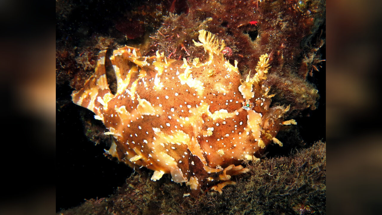 Histrio histrio Sargassum fish, Frogfish, Marbled Angler, Mouse Fish ...