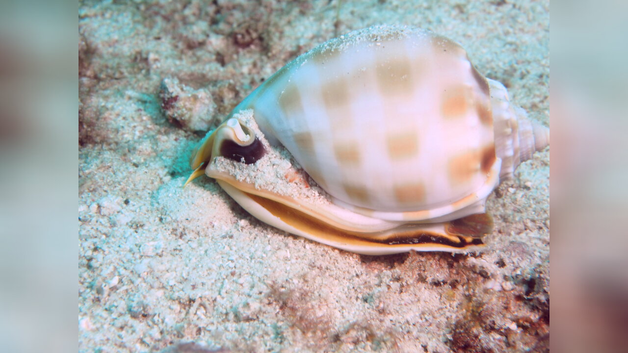 Phalium bandatum Bänder-Helmschnecke