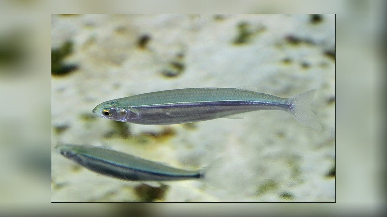 Atherinops affinis Topsmelt, Topsmelt Silverside