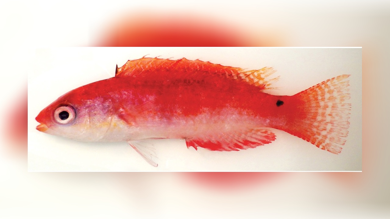 Cirrhilabrus greeni Sunset Fairy-wrasse