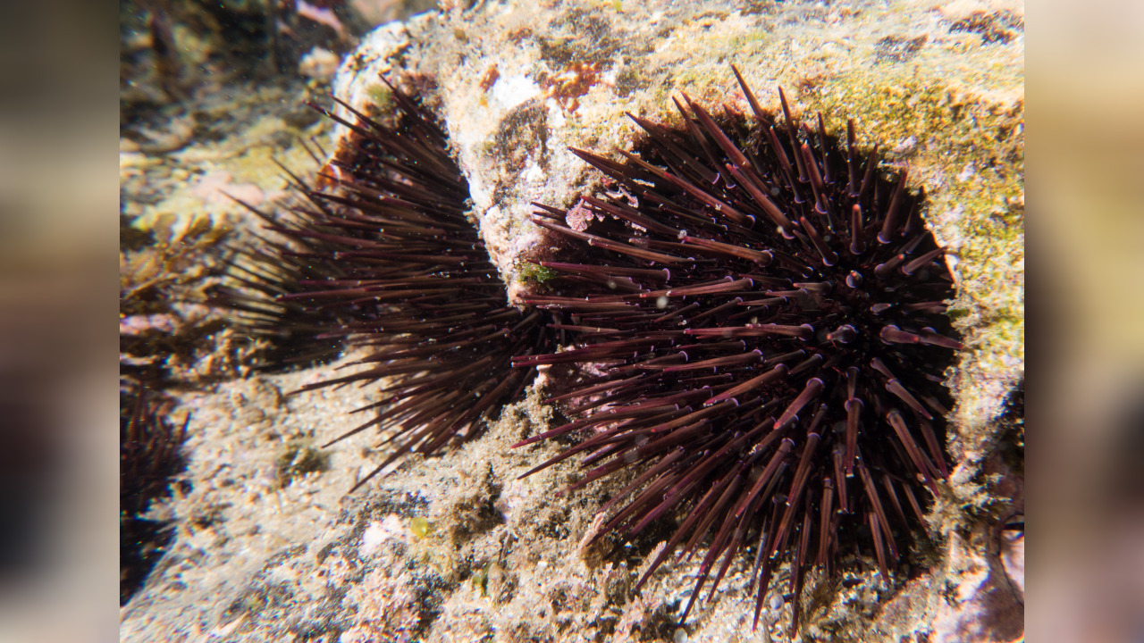 Heliocidaris erythrogramma Purple Sea Urchin