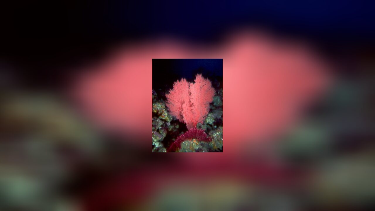 Verrucella umbraculum Gorgonie