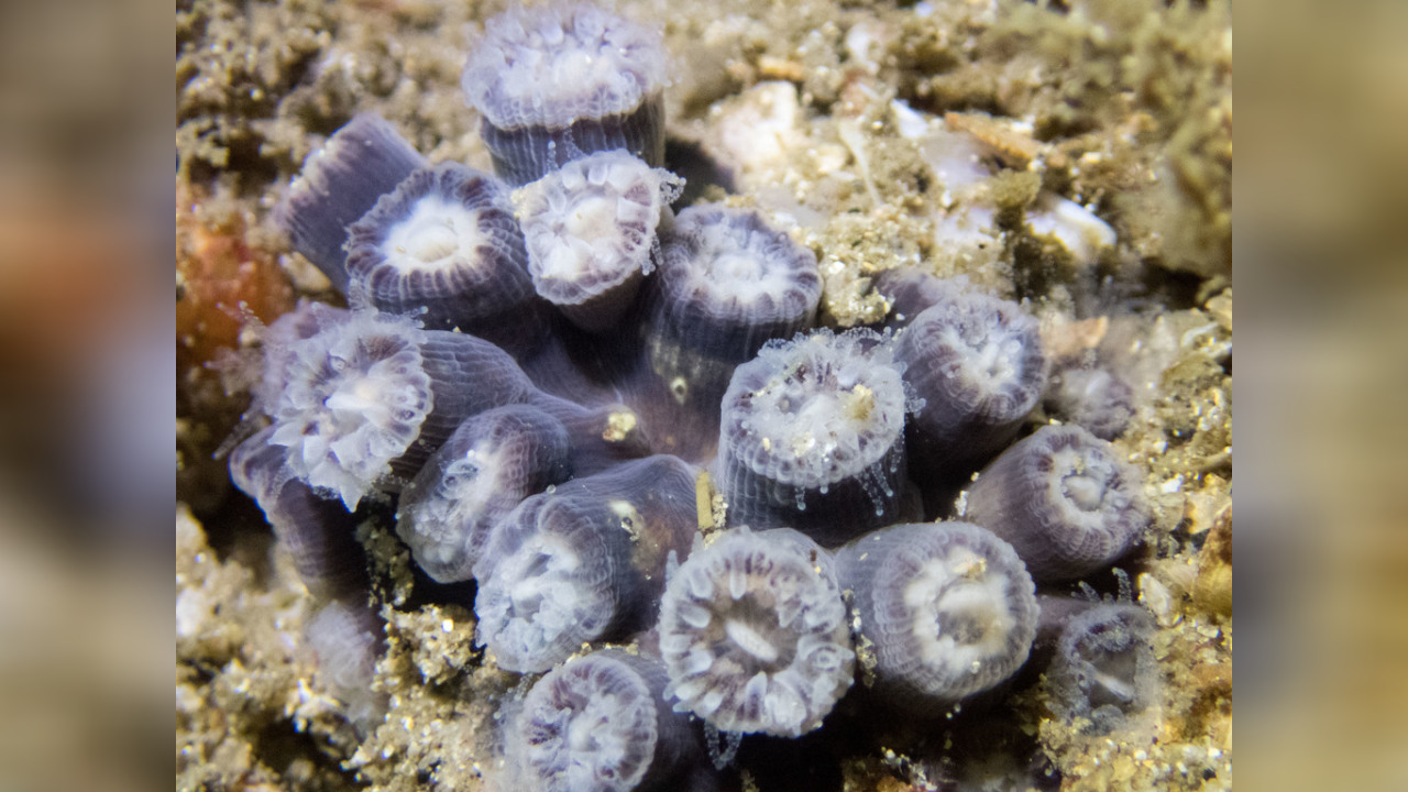Astrangia woodsi Großpolypige Steinkoralle