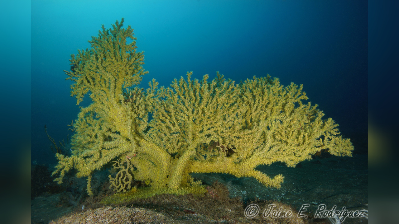 Savalia savaglia Mediterranean Zoanthid