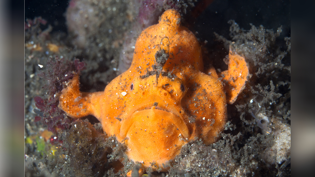 Porophryne erythrodactylus Bare Island Anglerfish, Red-Fingered ...