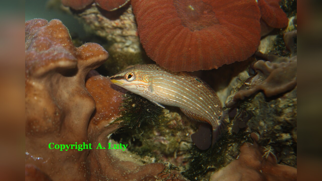 Halichoeres argus Argus wrasse, Peacock wrasse