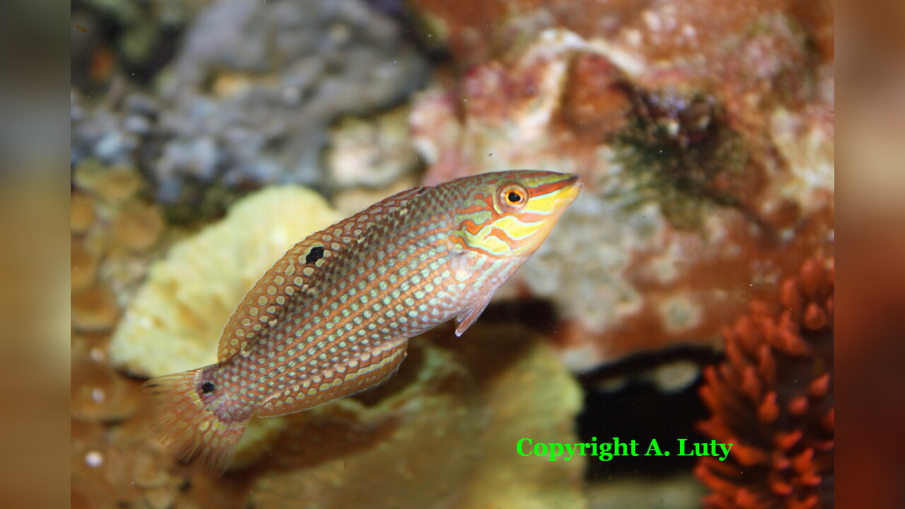 Halichoeres argus Argus wrasse, Peacock wrasse