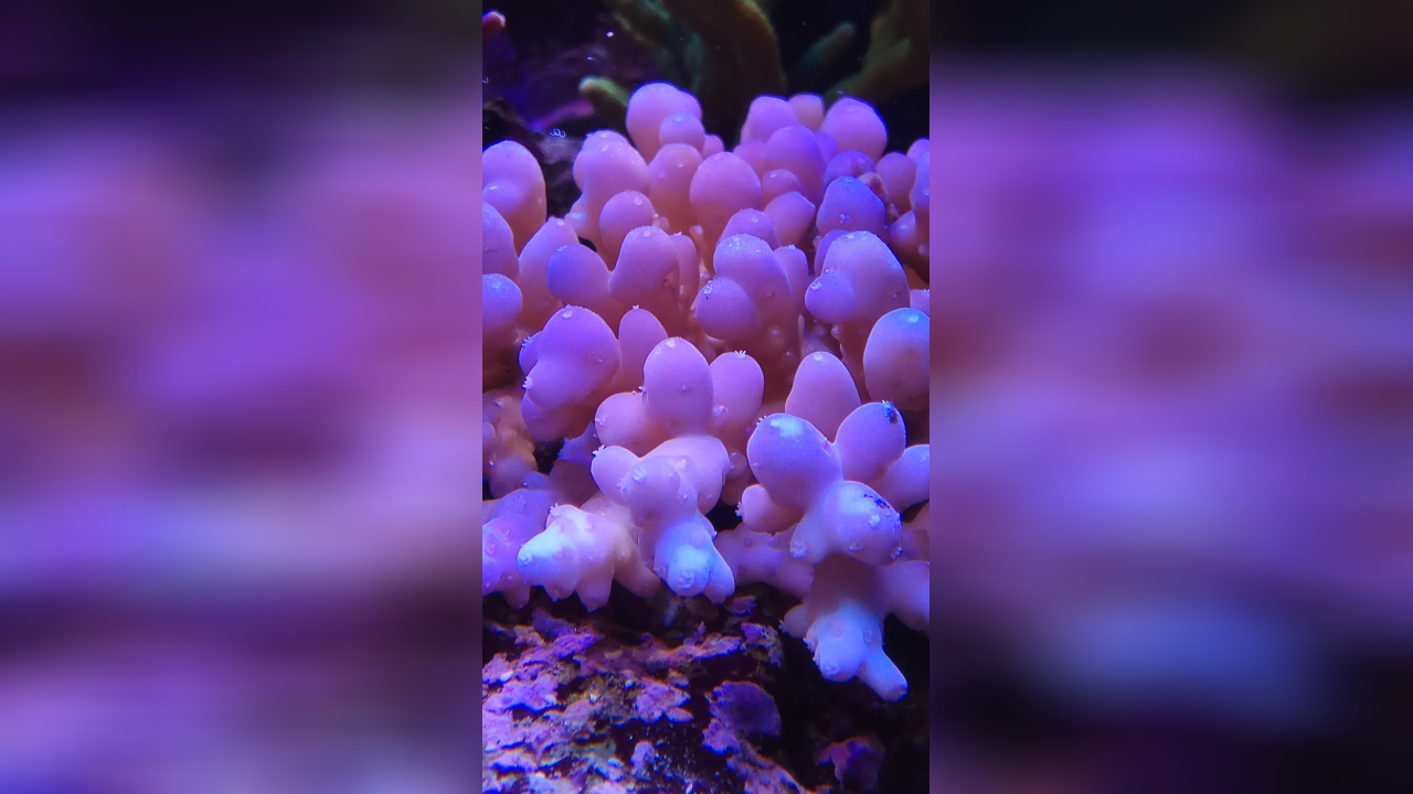 Acropora maryae Stony Coral