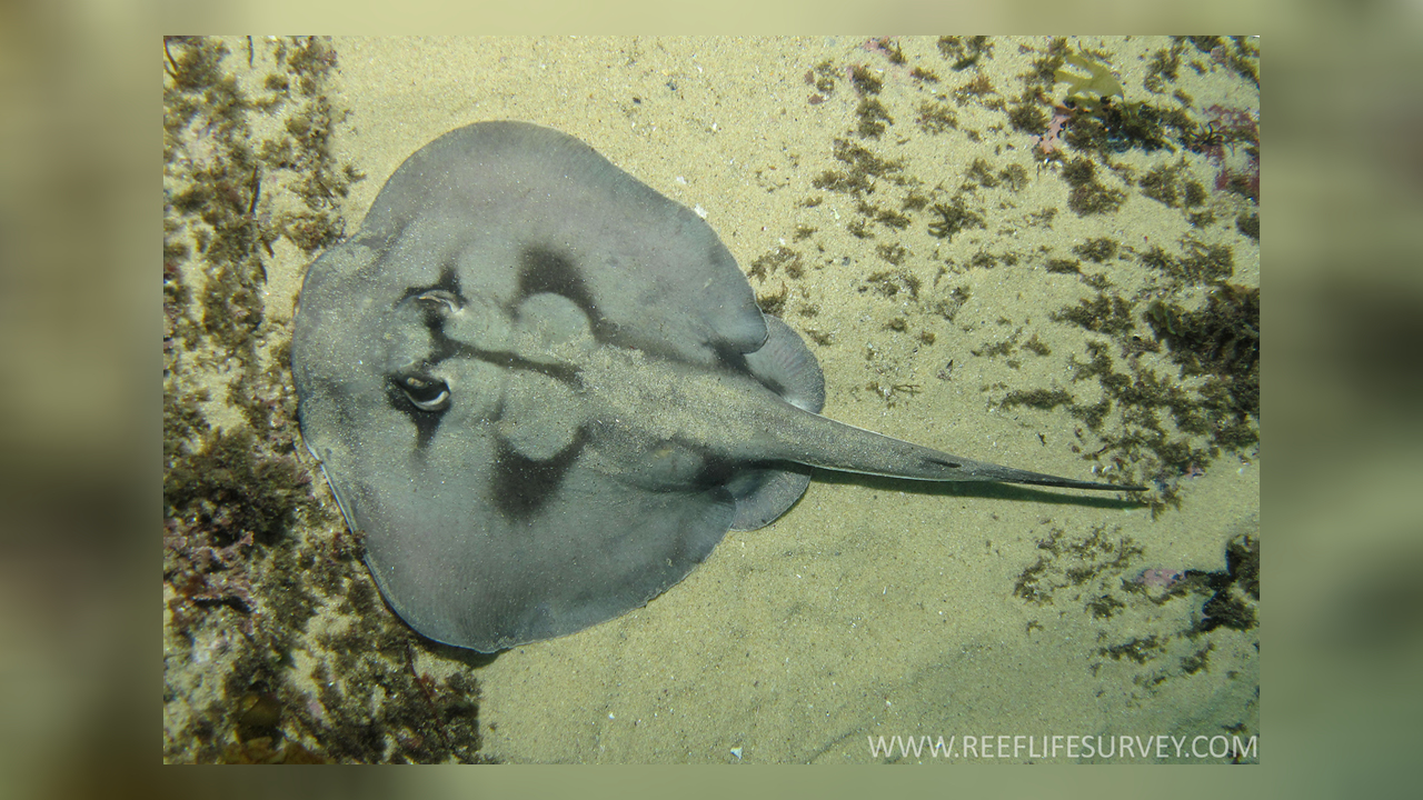 Urolophus cruciatus Crossback Stingaree, Cross-back Stingaree ...