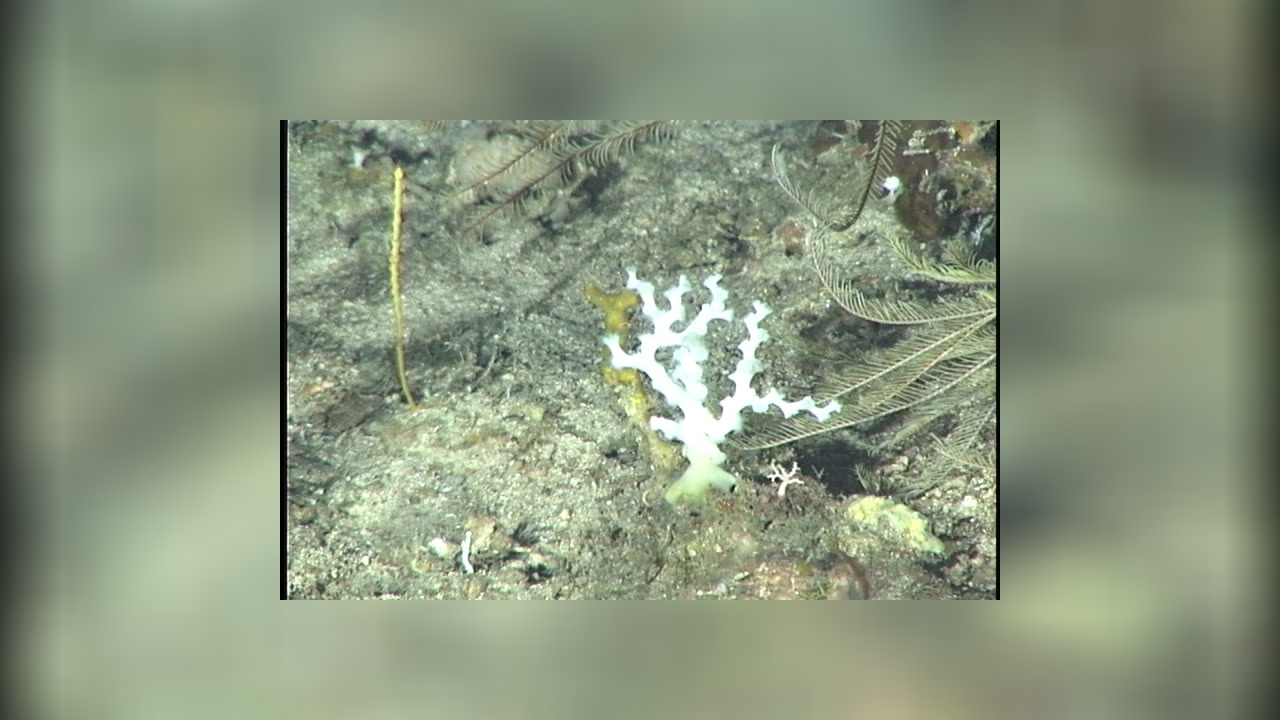 Oculina tenella Delicate ivory bush coral