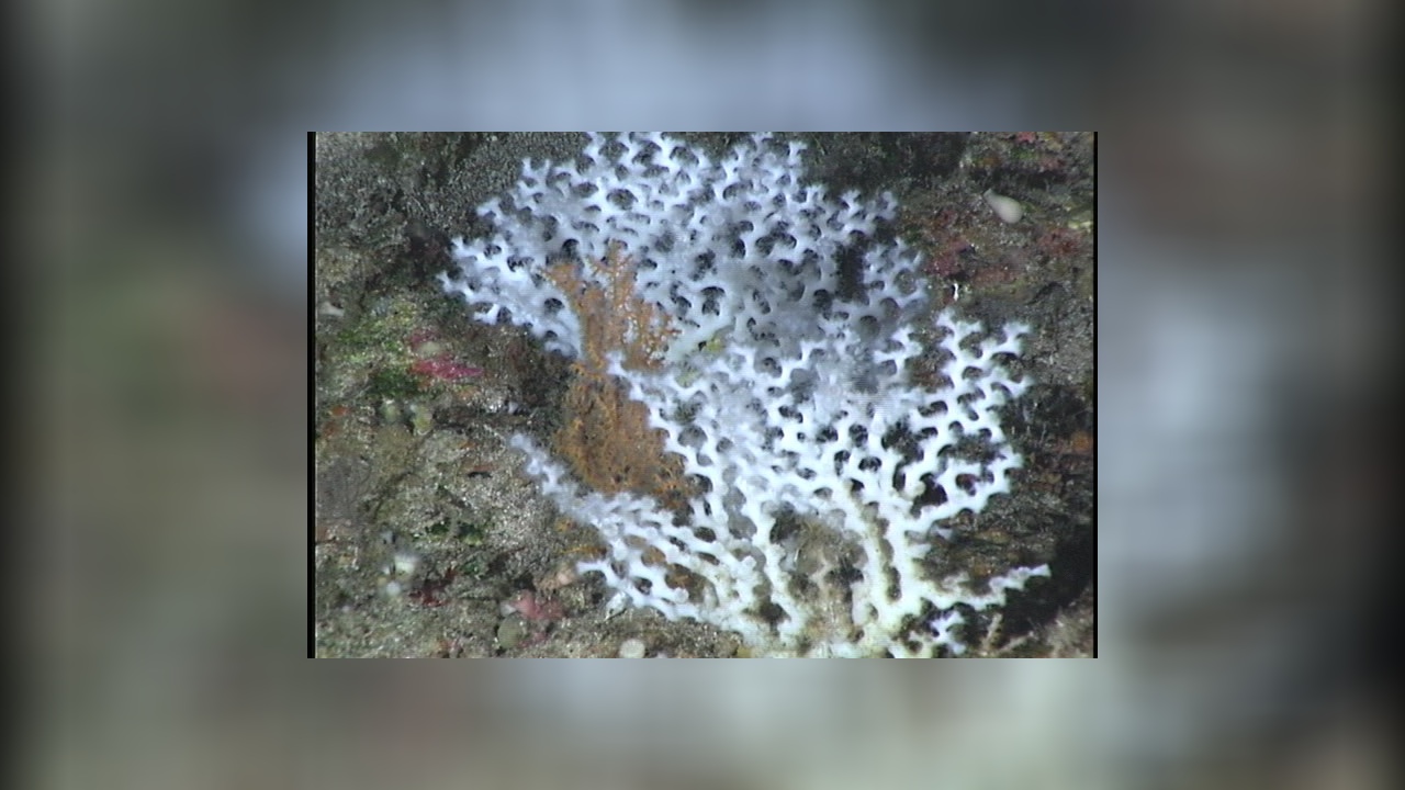 Oculina tenella Delicate ivory bush coral