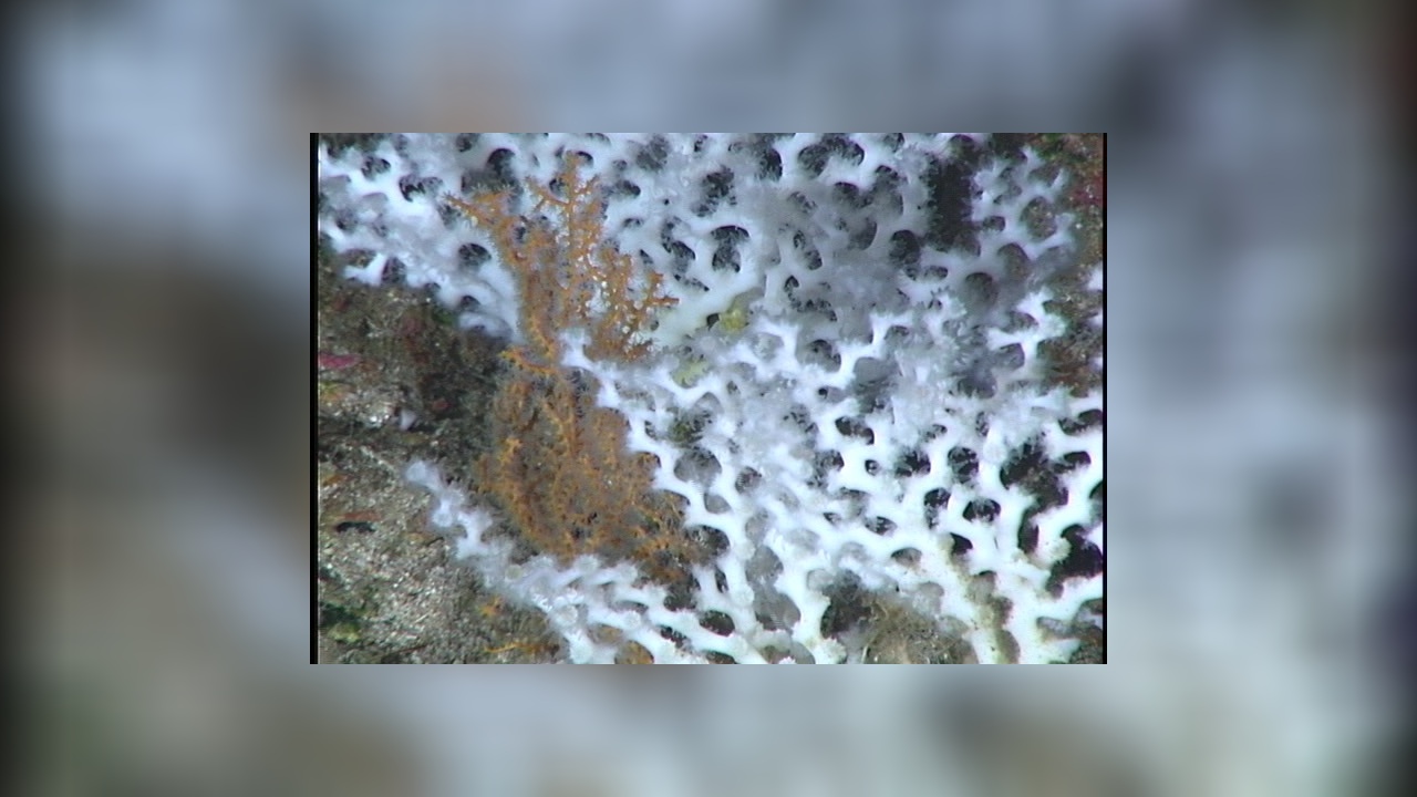 Oculina tenella Delicate ivory bush coral