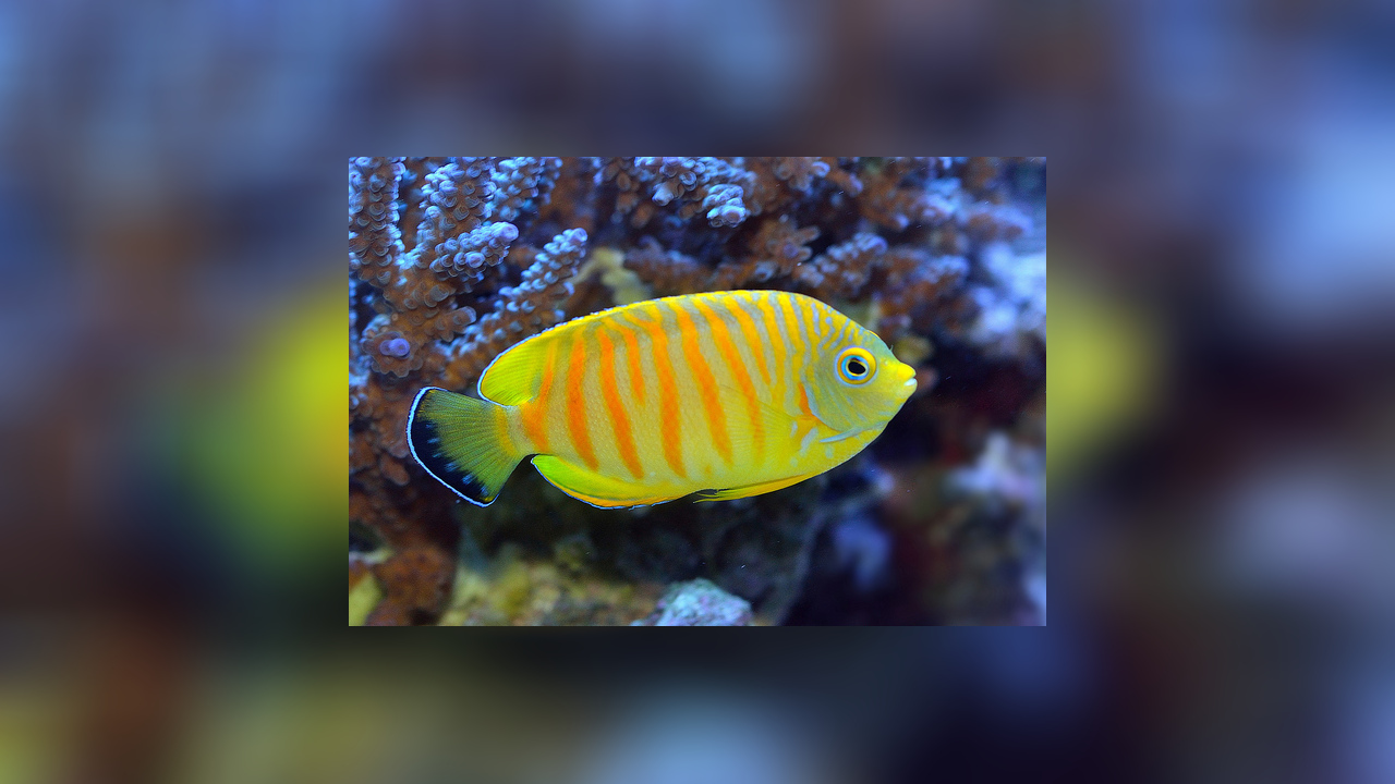 Centropyge Hybride (flavissima / eibli) Zwergkaiserfisch
