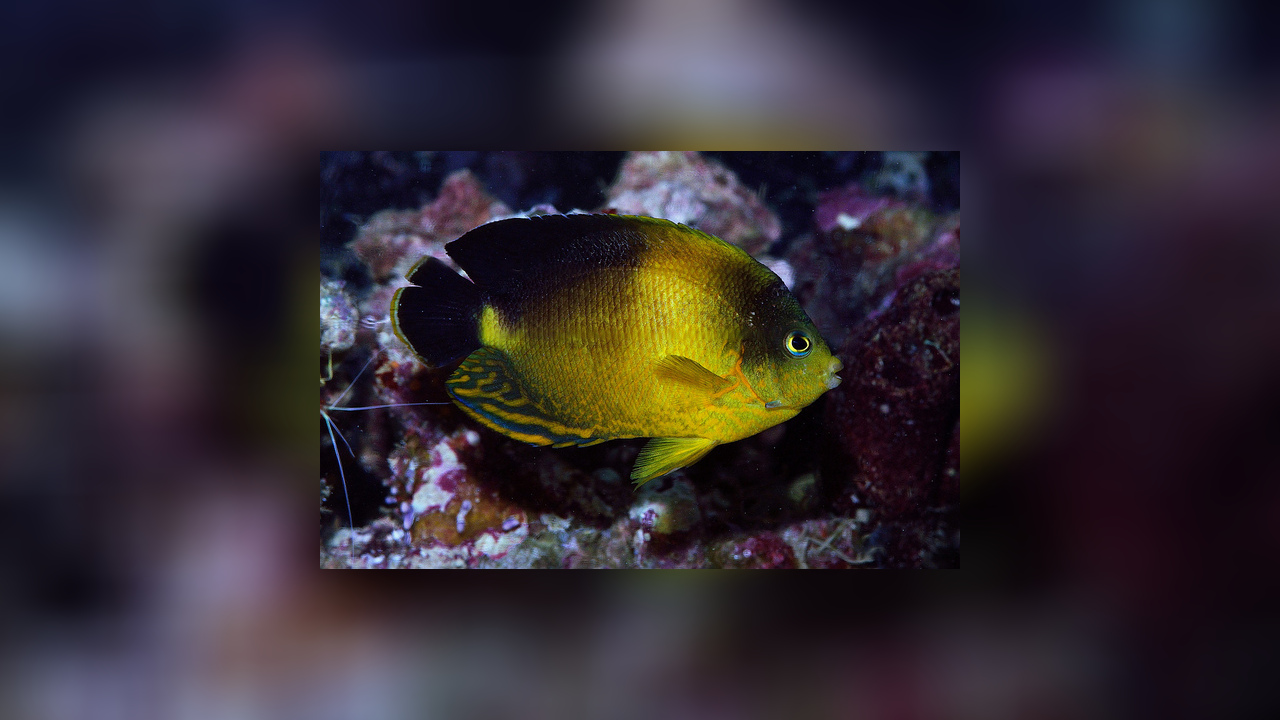 Centropyge Hybride (heraldi / nox) Yellow-Midnight angelfish