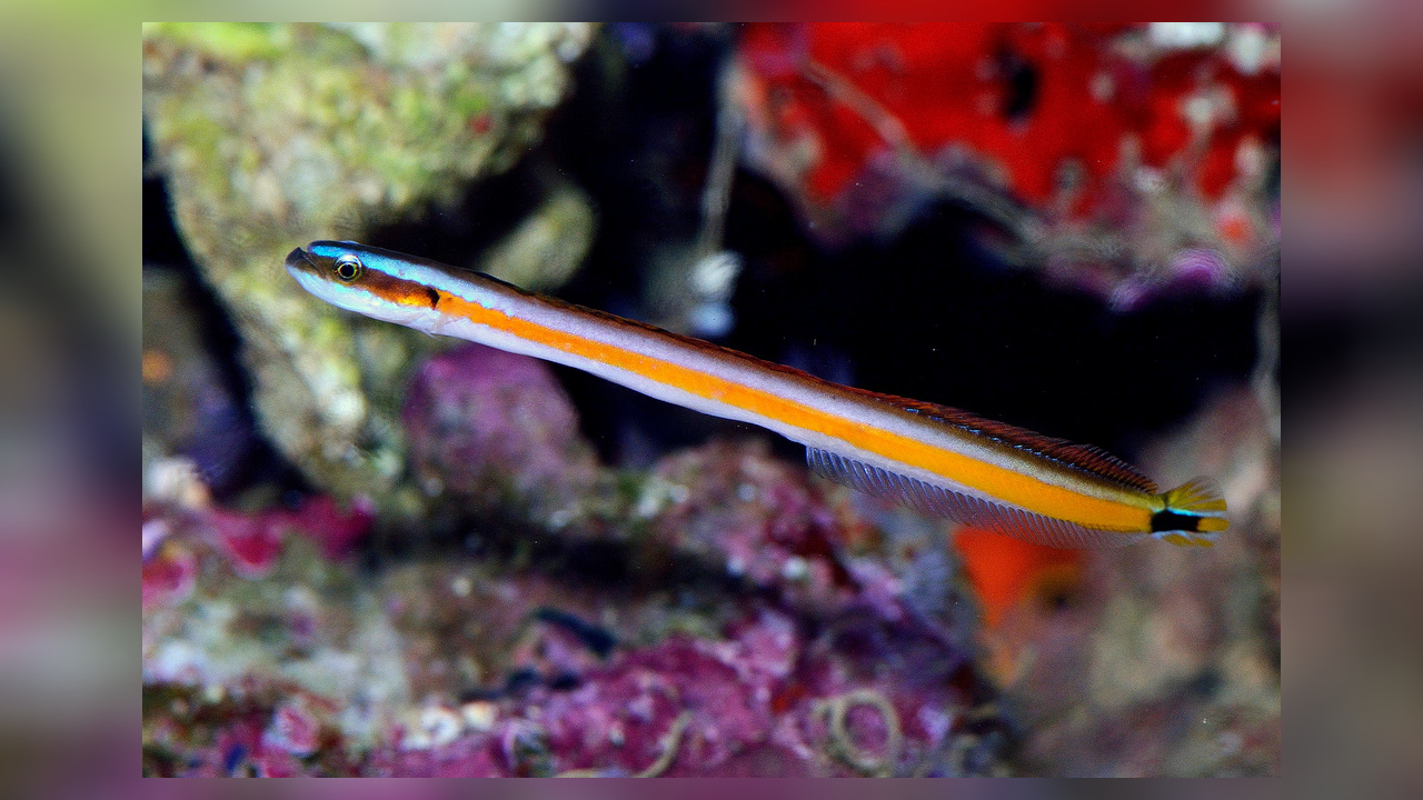 Gunnellichthys curiosus Curious Wormfish, Neon Worm-goby, Yellow ...