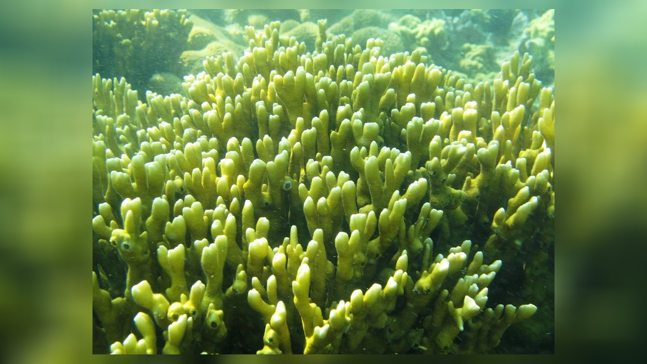 Millepora braziliensis Millepora braziliensis