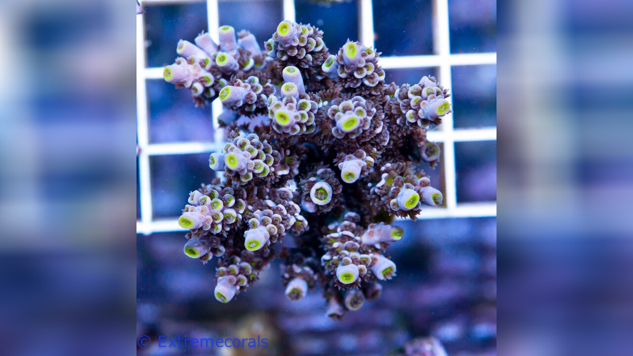 Acropora divaricata kleinpolpypige Steinkoralle