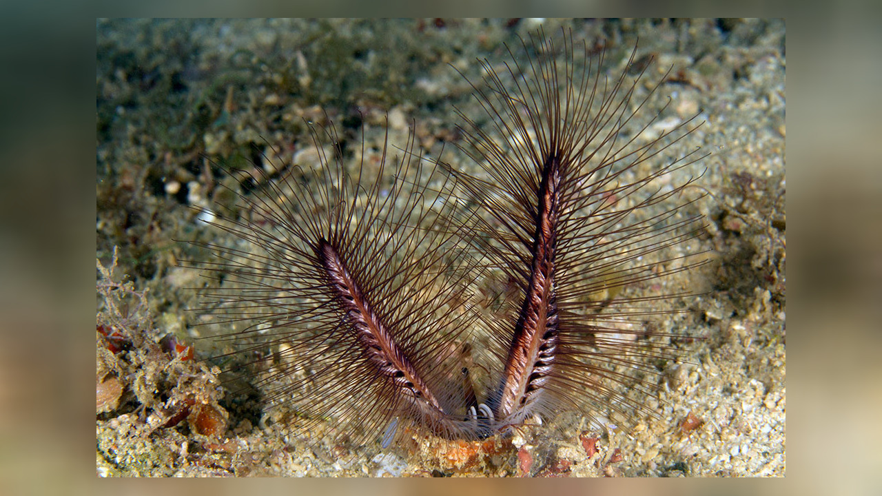 Lygdamis sp. Devil worm, Honeycomb worm