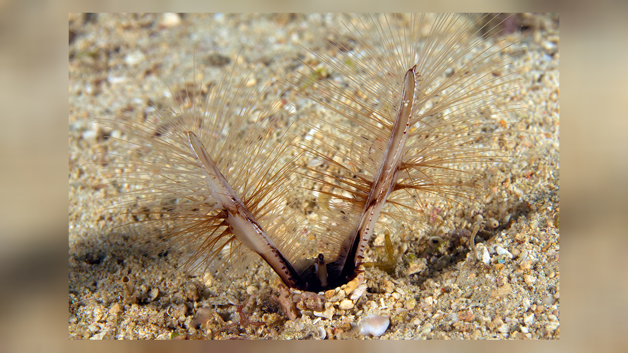 Lygdamis sp. Devil worm, Honeycomb worm