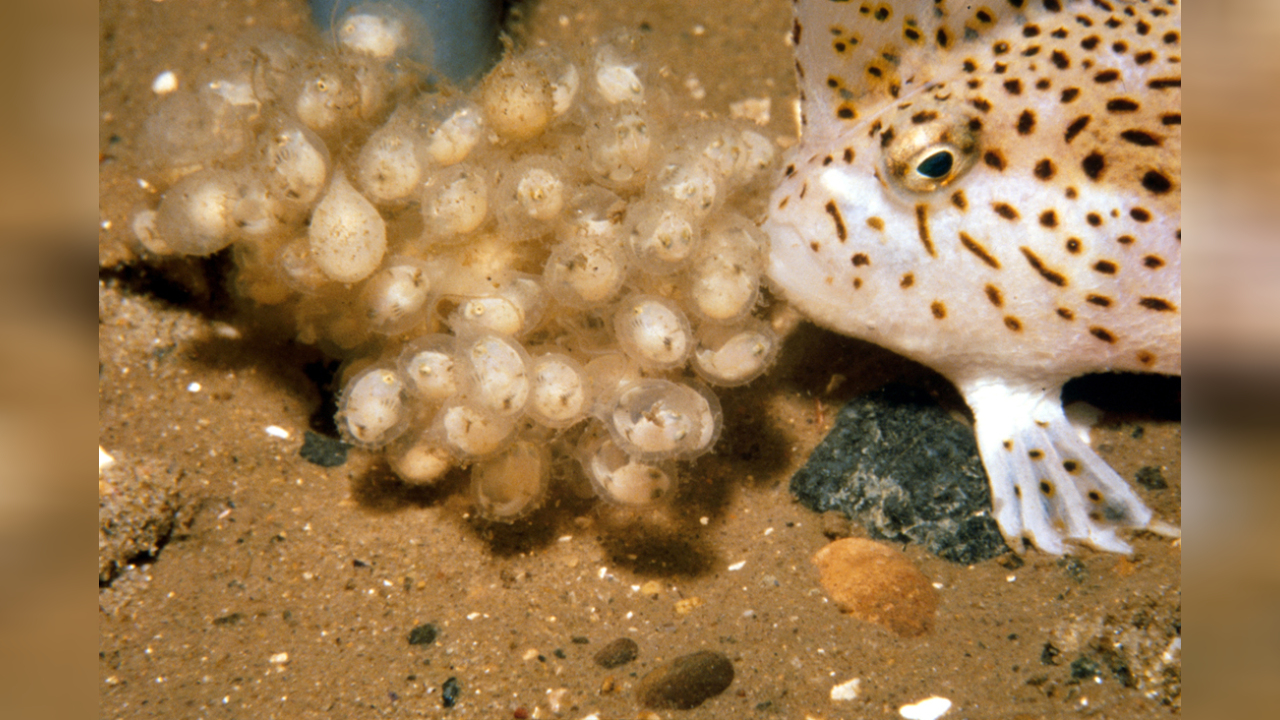 Brachionichthys hirsutus Handfisch