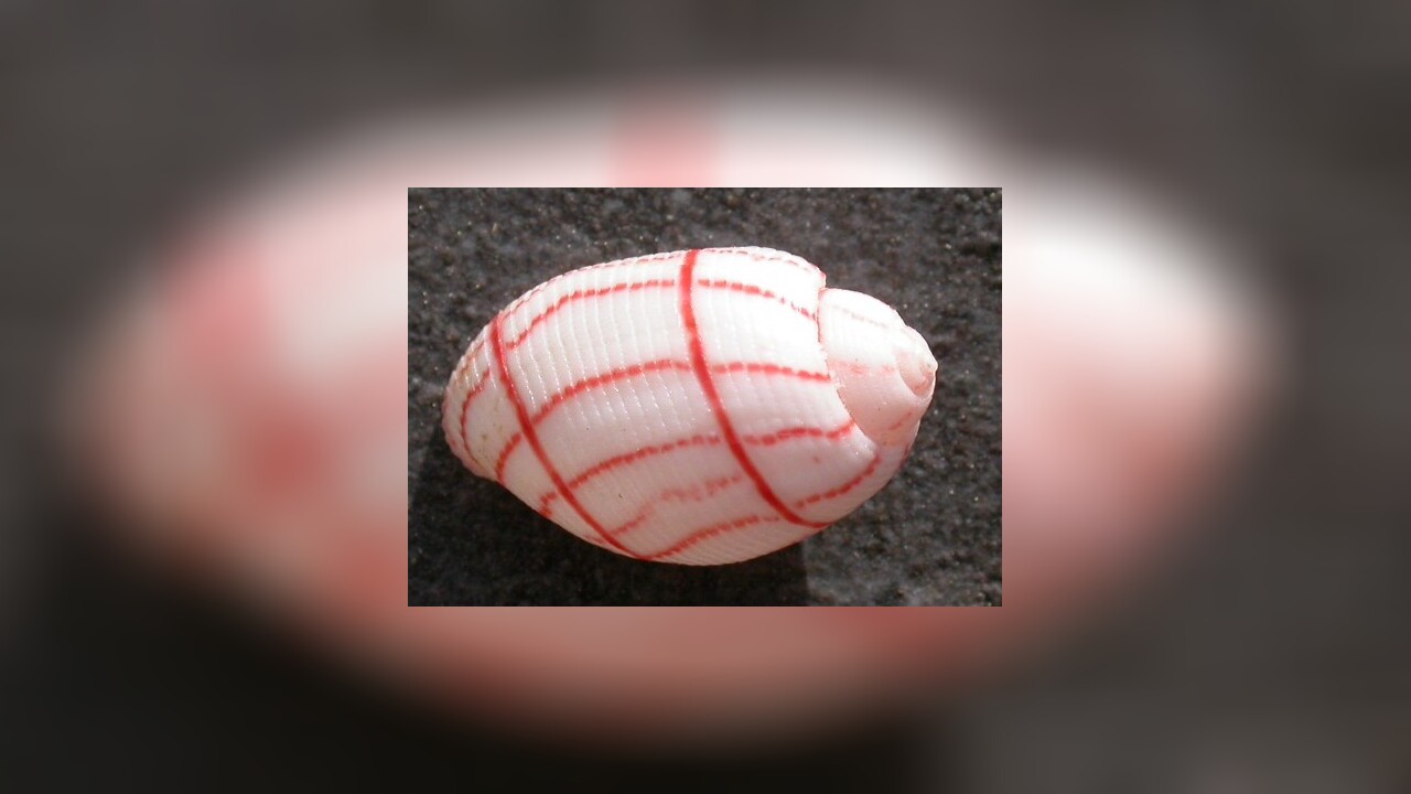 Bullina lineata Red-Lined Bubble Snail