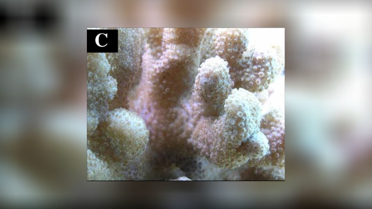Klyxum molle Soft Coral