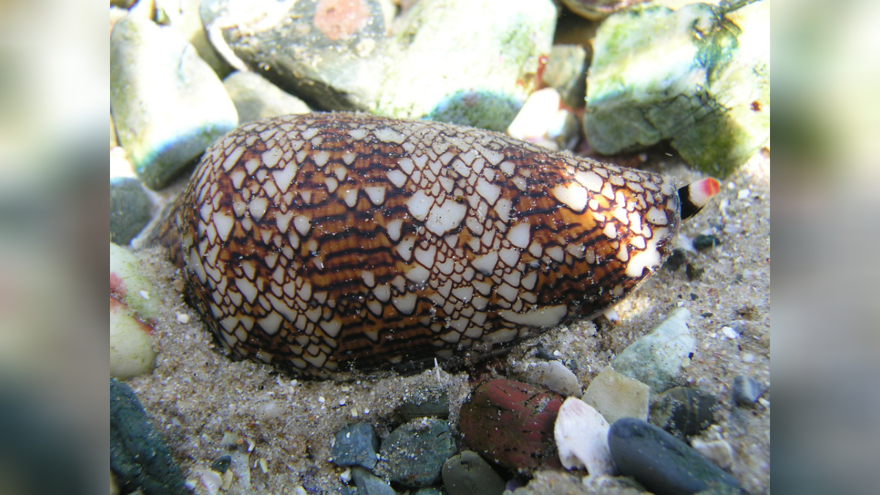 Conus textile Textile Cone Shell